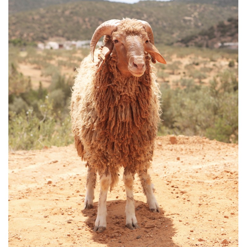 Fermes Ali Sfar (FAS)